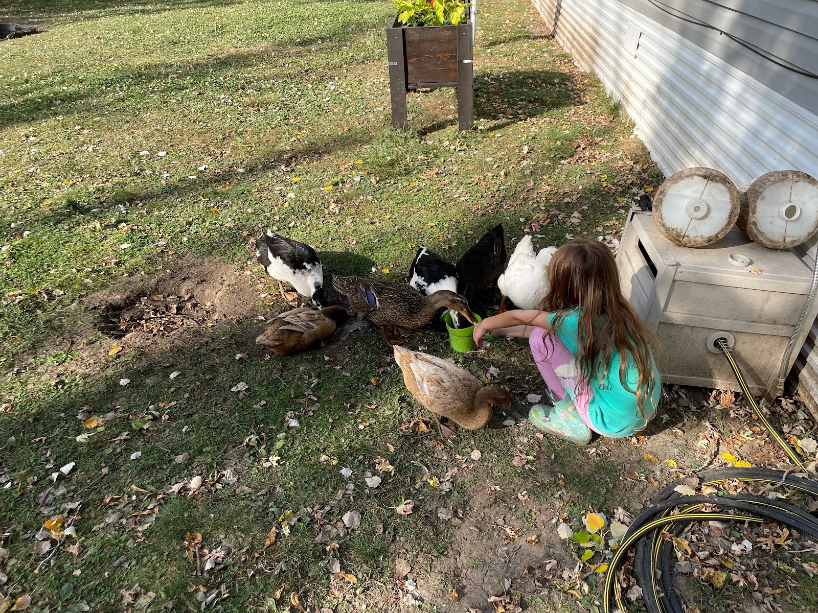 Duck, Goose & Chicken Hatchery | Metzer Farms, California