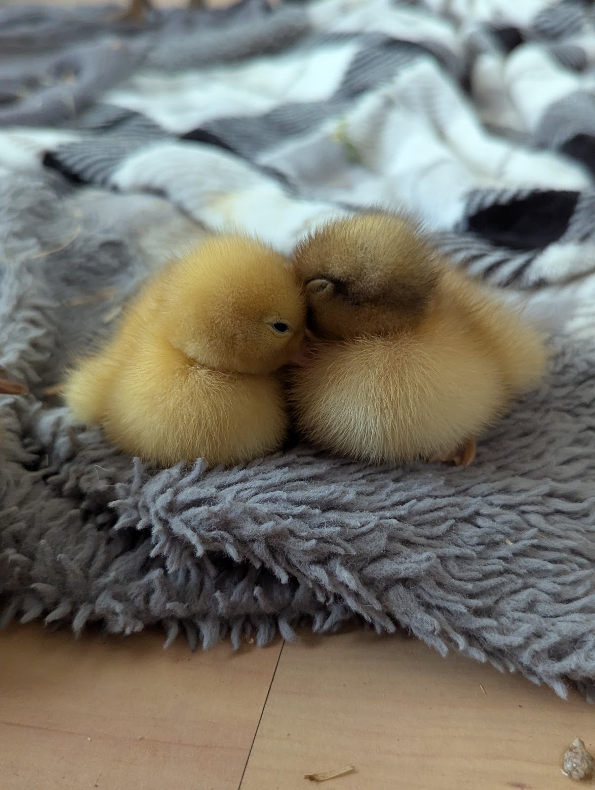 Duck, Goose & Chicken Hatchery | Metzer Farms, California