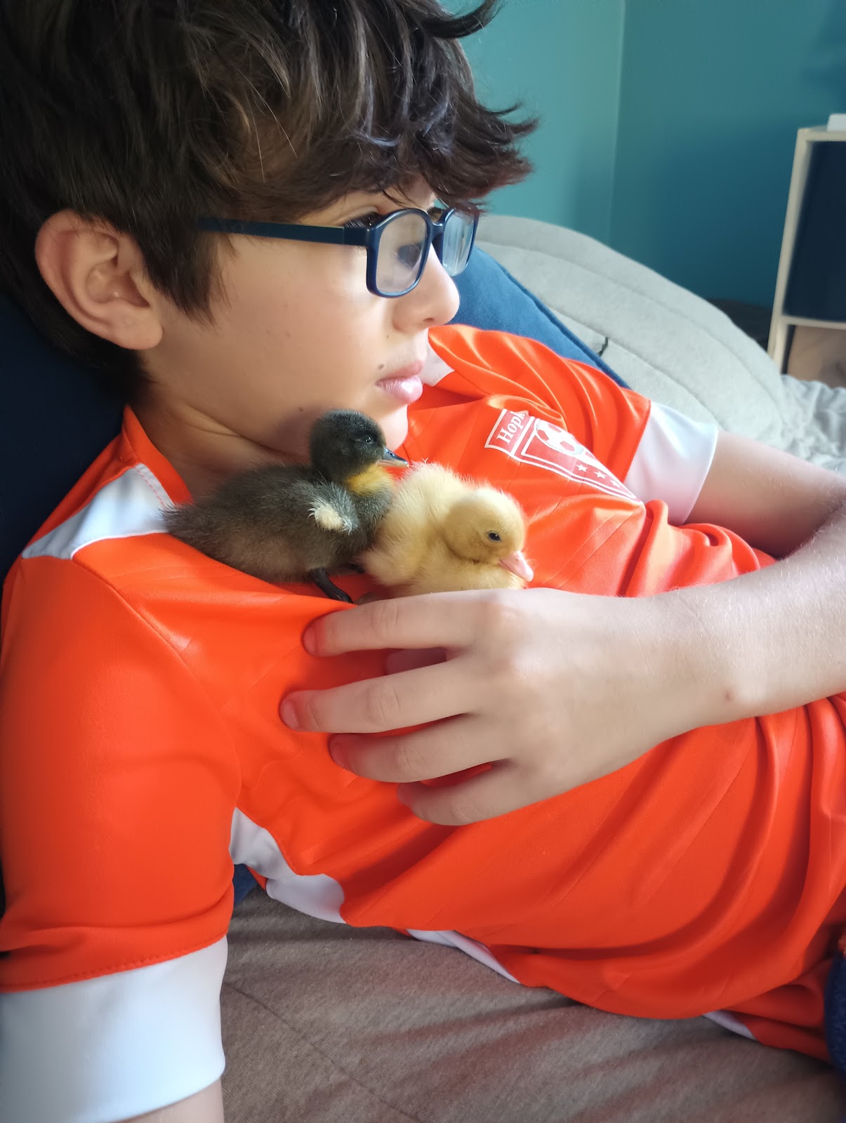 Duck, Goose & Chicken Hatchery | Metzer Farms, California