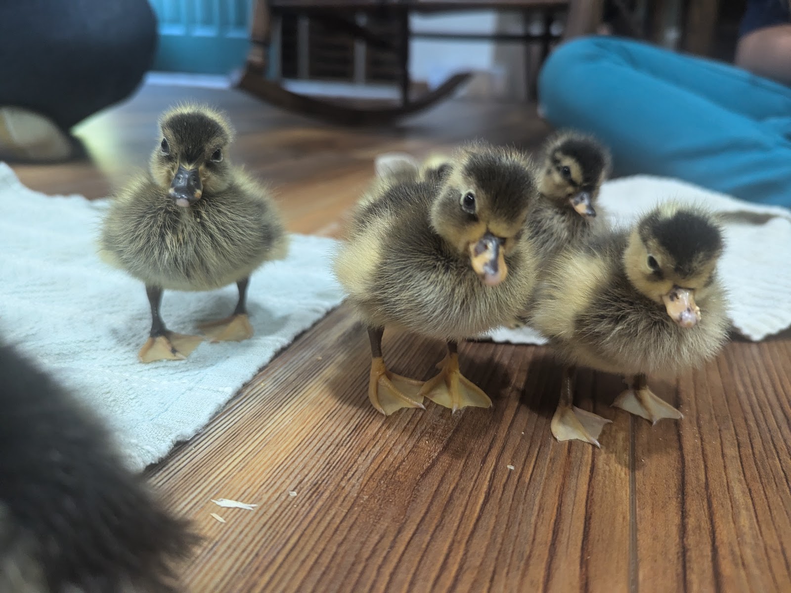 Duck, Goose & Chicken Hatchery | Metzer Farms, California