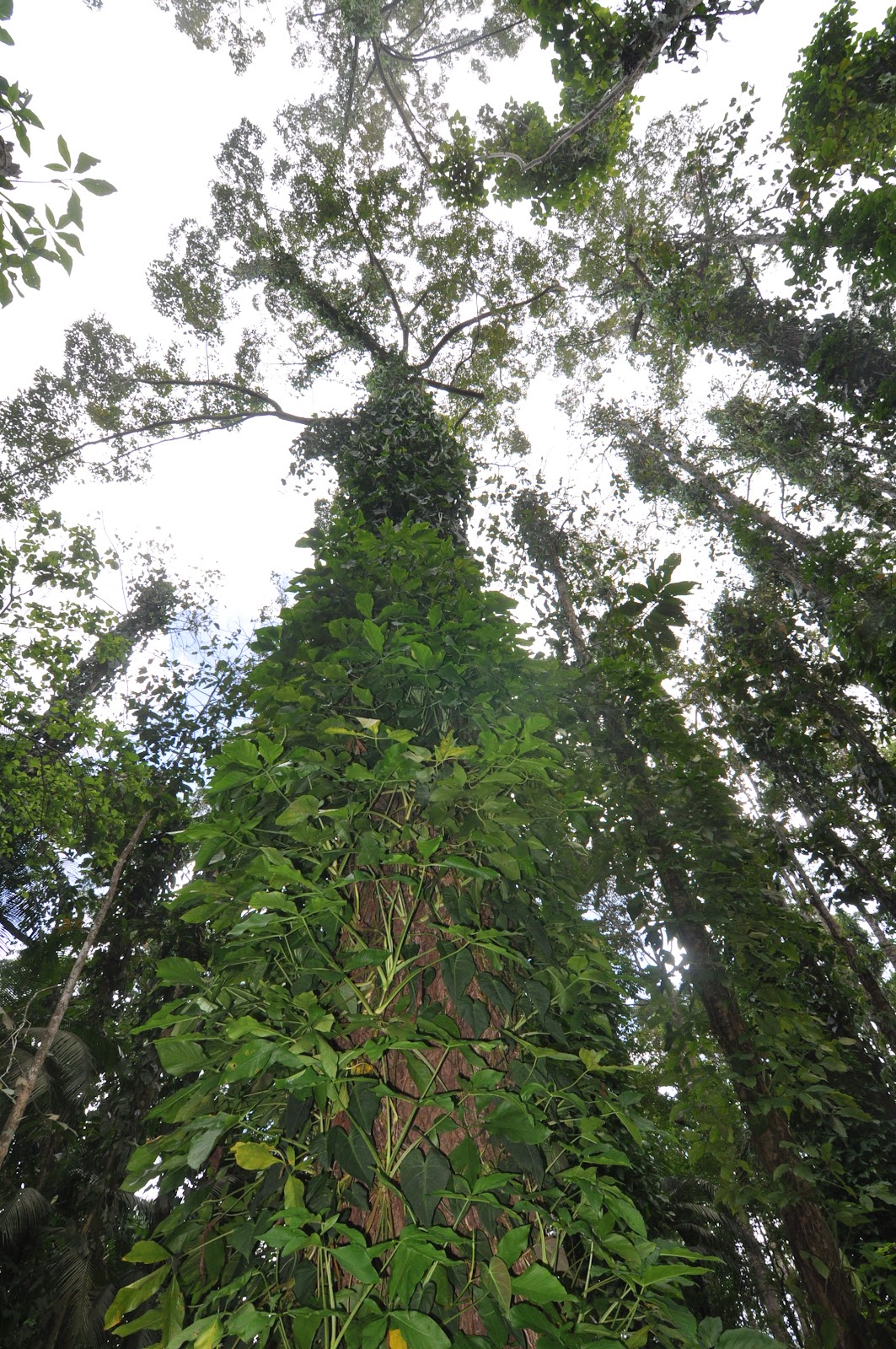 Trees Results - BINHI