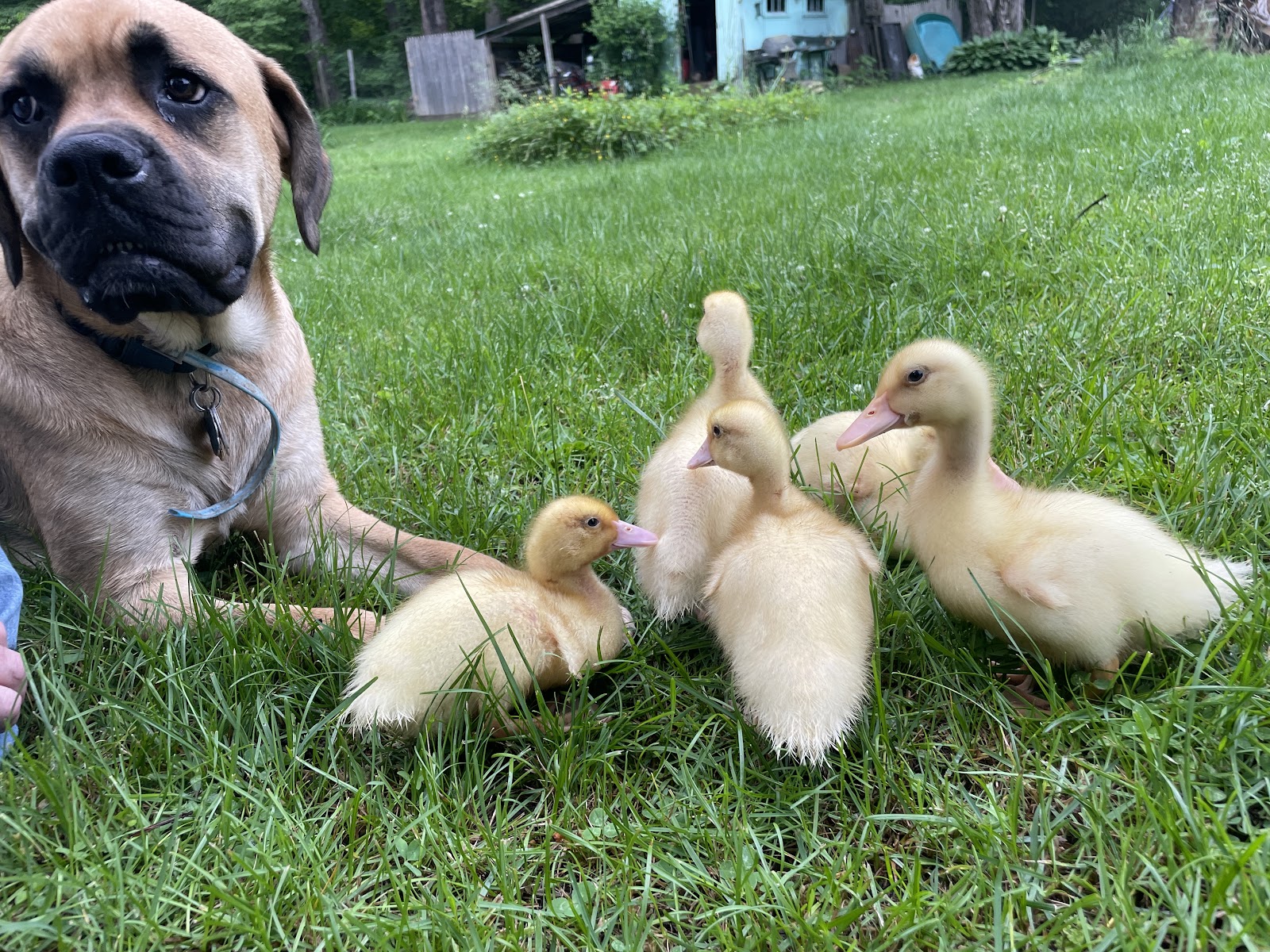Duck, Goose & Chicken Hatchery | Metzer Farms, California
