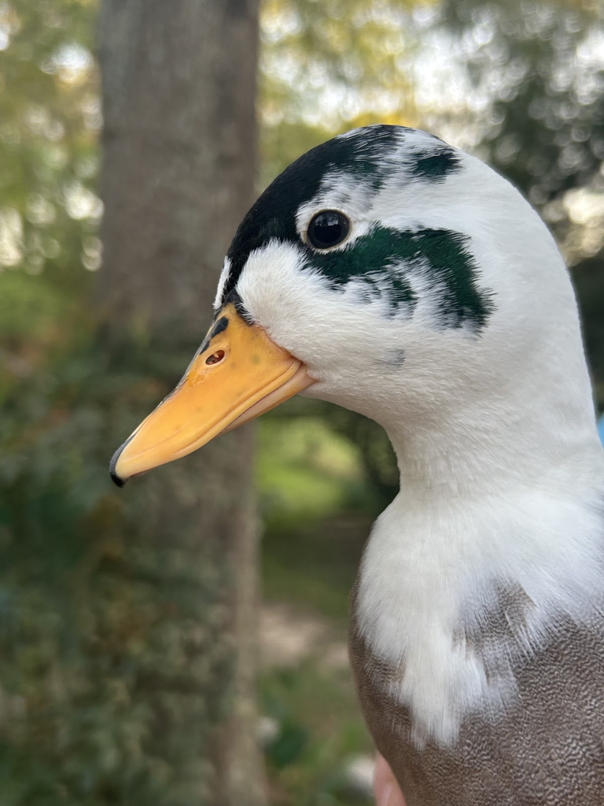 Duck, Goose & Chicken Hatchery | Metzer Farms, California