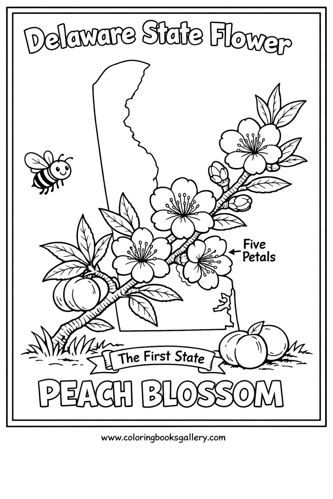 Delaware State Flower – A Simple Educational Coloring Page for Kids