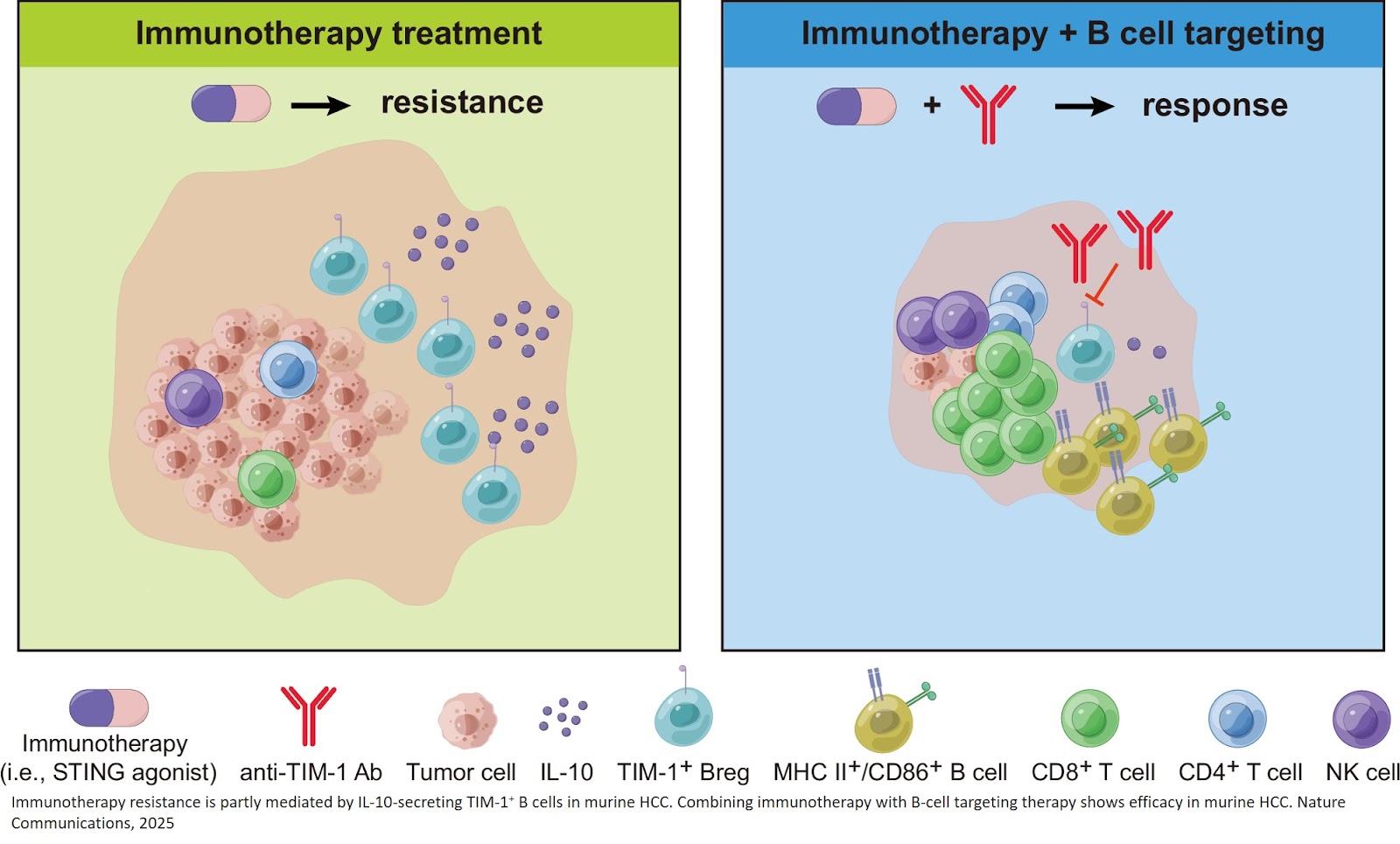 Targeting B cells enhances STING agonism in liver cancer - Sciencemission
