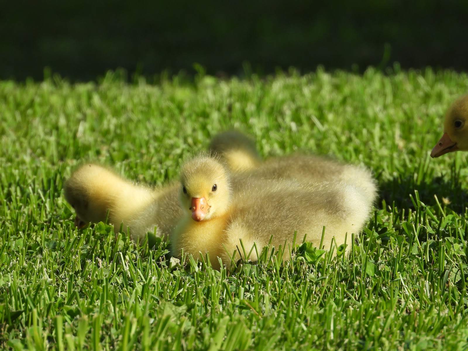 Duck, Goose & Chicken Hatchery | Metzer Farms, California