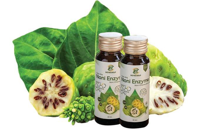 What is Noni? Health Benefits and Uses of Noni Fruit - EnzymeGroupVn