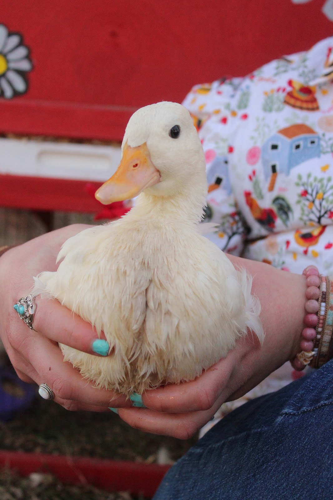 Duck, Goose & Chicken Hatchery | Metzer Farms, California