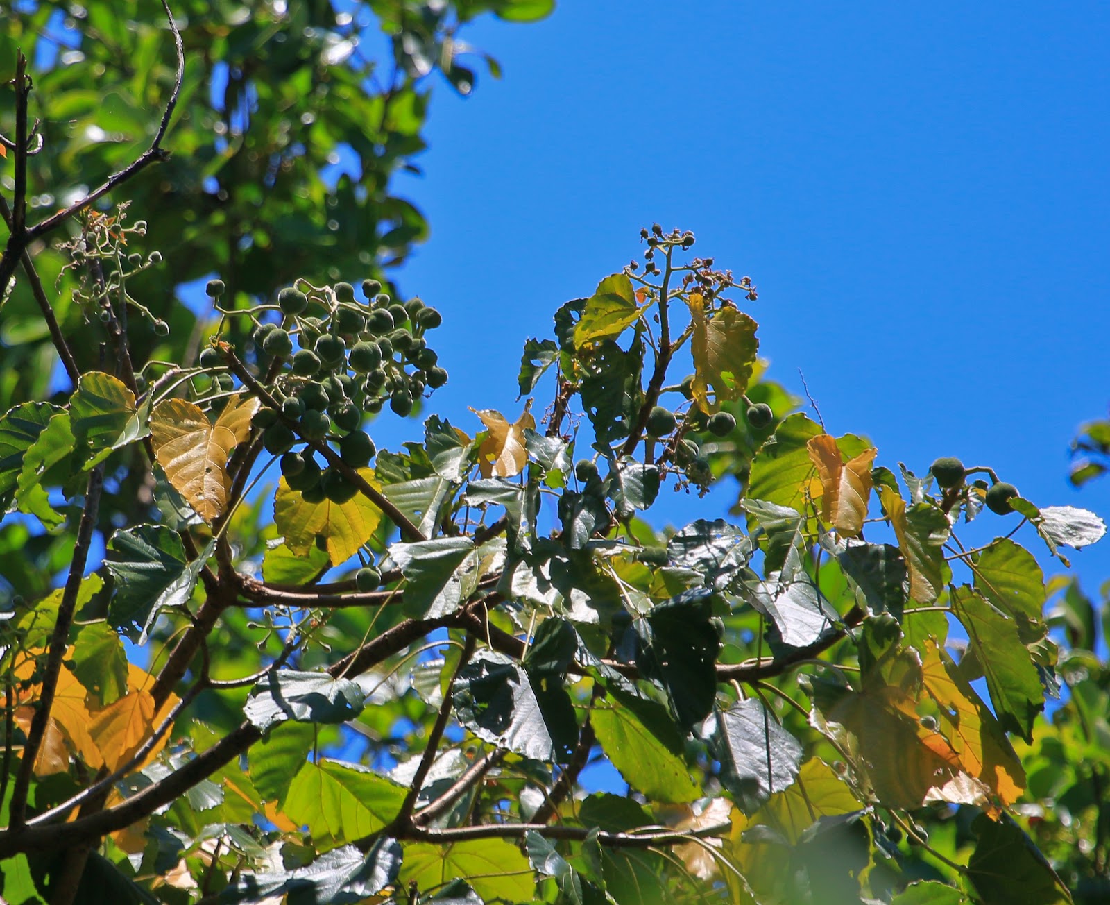 Trees Results - BINHI