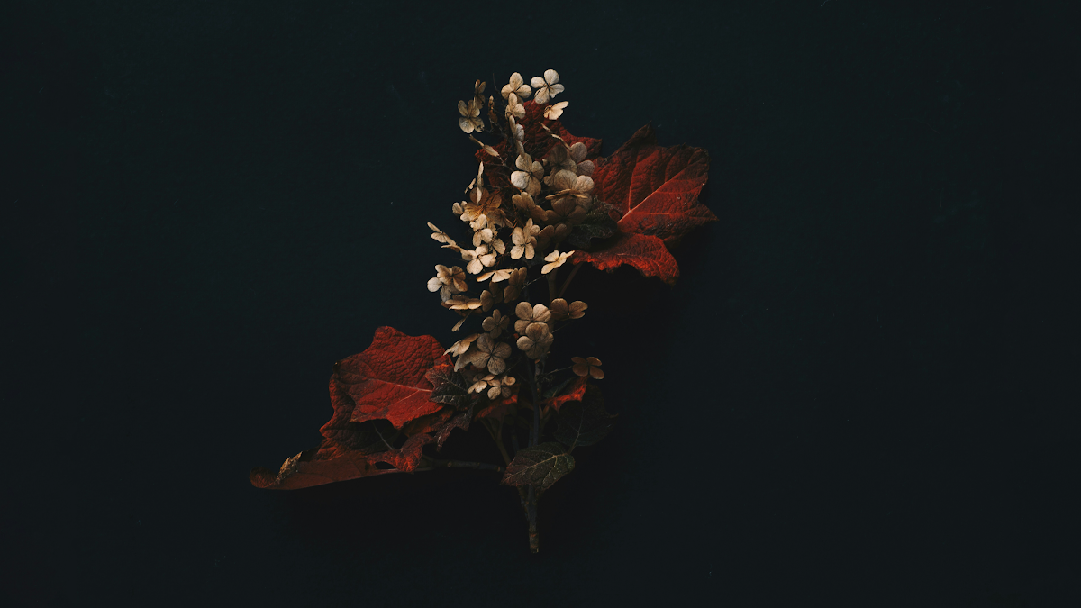 Photography, Dark, Leaves, Flowers, Low Light 4K Wallpaper