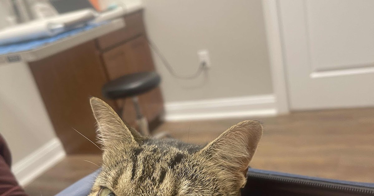 Anakin The Two Legged Cat: 💜 Pixie had hernia surgery today 💜