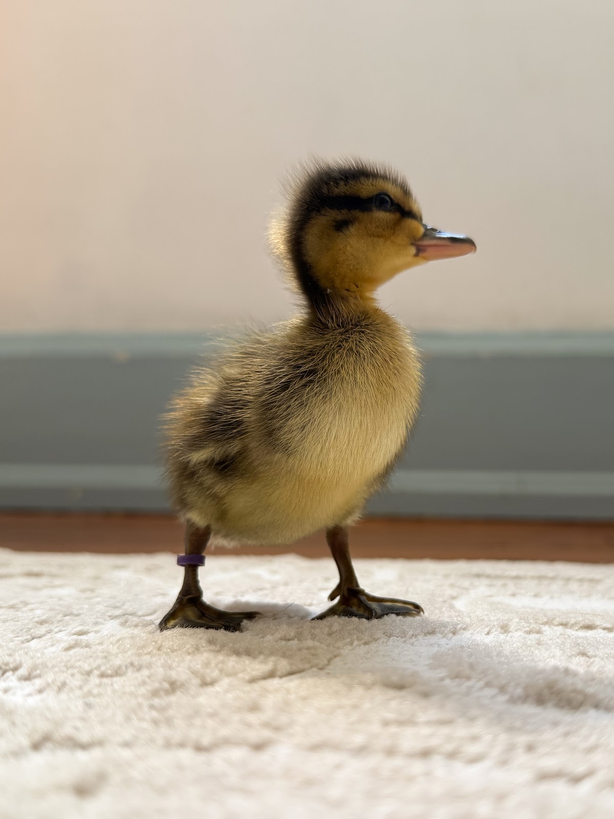 Duck, Goose & Chicken Hatchery | Metzer Farms, California
