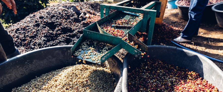 Types of Coffee Processing: An Overview