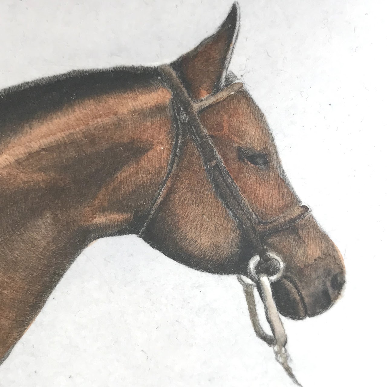 Equine Signed Etching