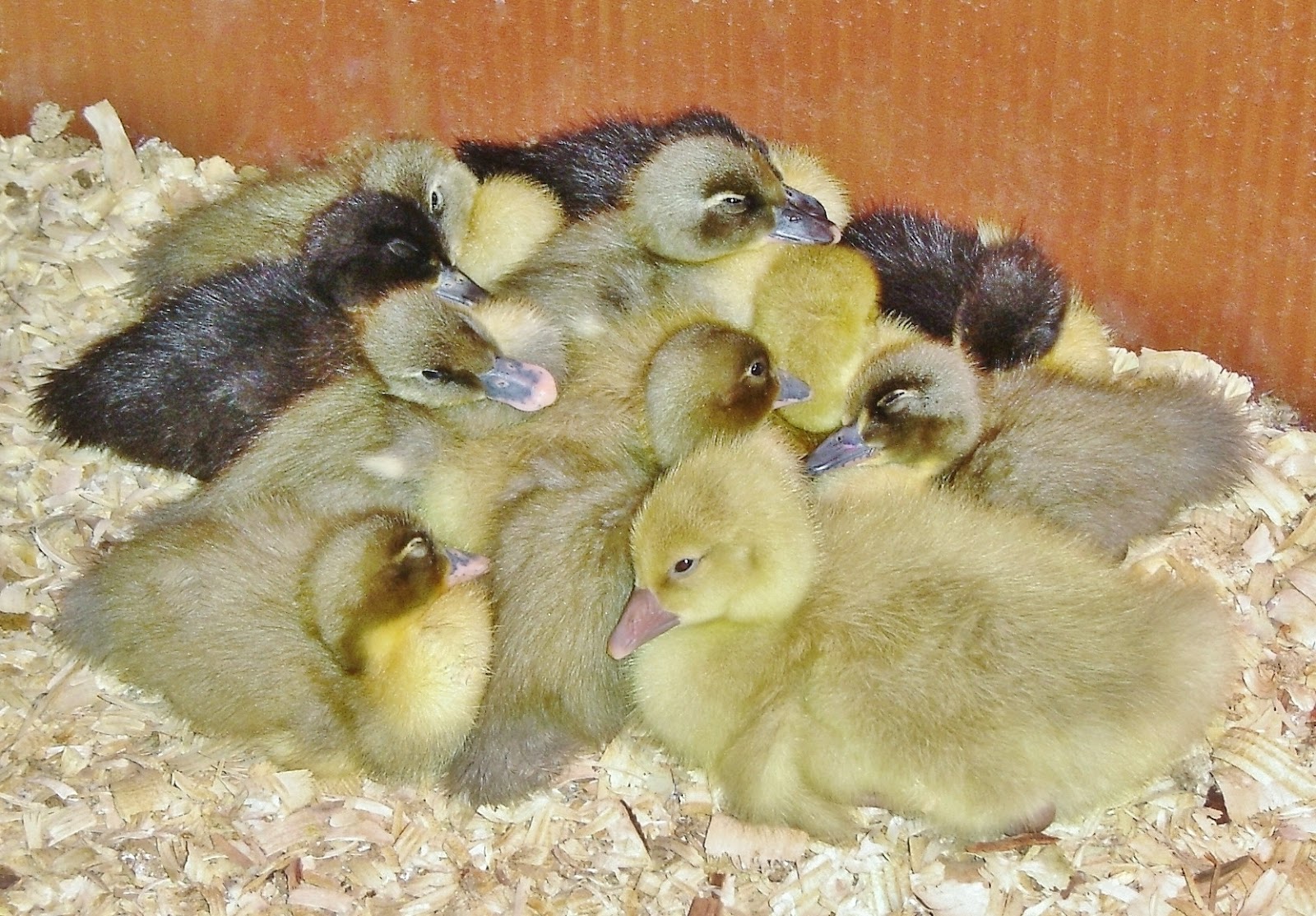 Duck, Goose & Chicken Hatchery | Metzer Farms, California