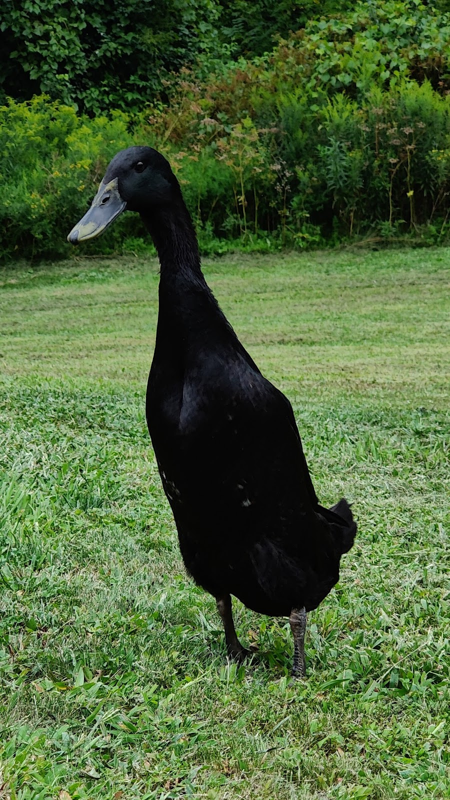 Duck, Goose & Chicken Hatchery | Metzer Farms, California
