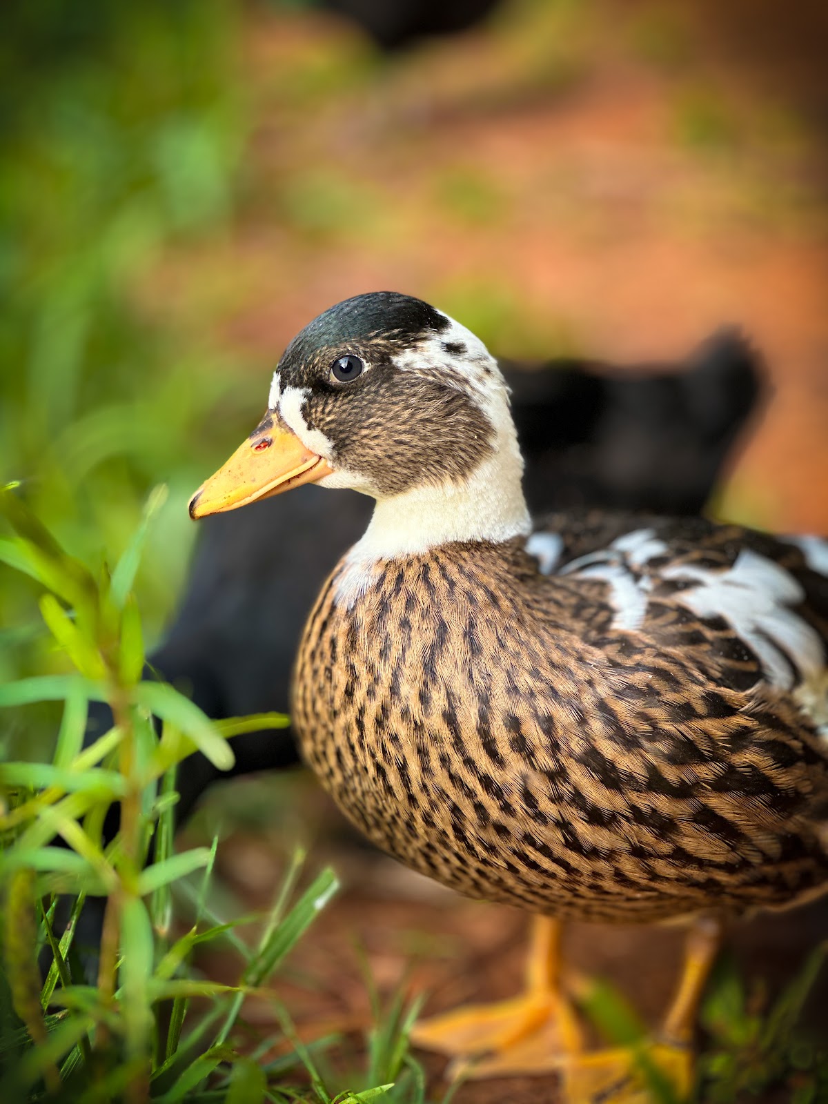 Duck, Goose & Chicken Hatchery | Metzer Farms, California