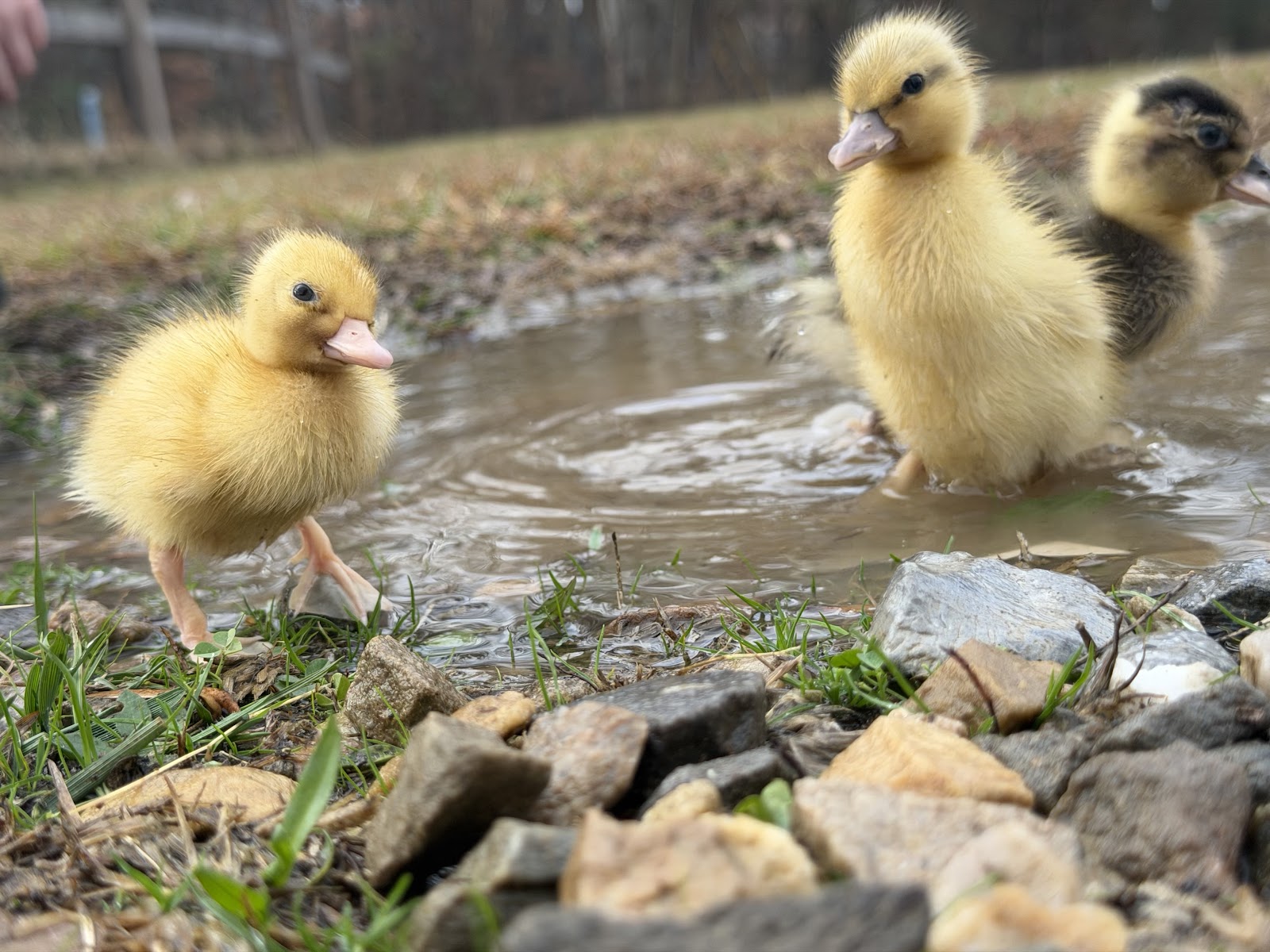 Duck, Goose & Chicken Hatchery | Metzer Farms, California