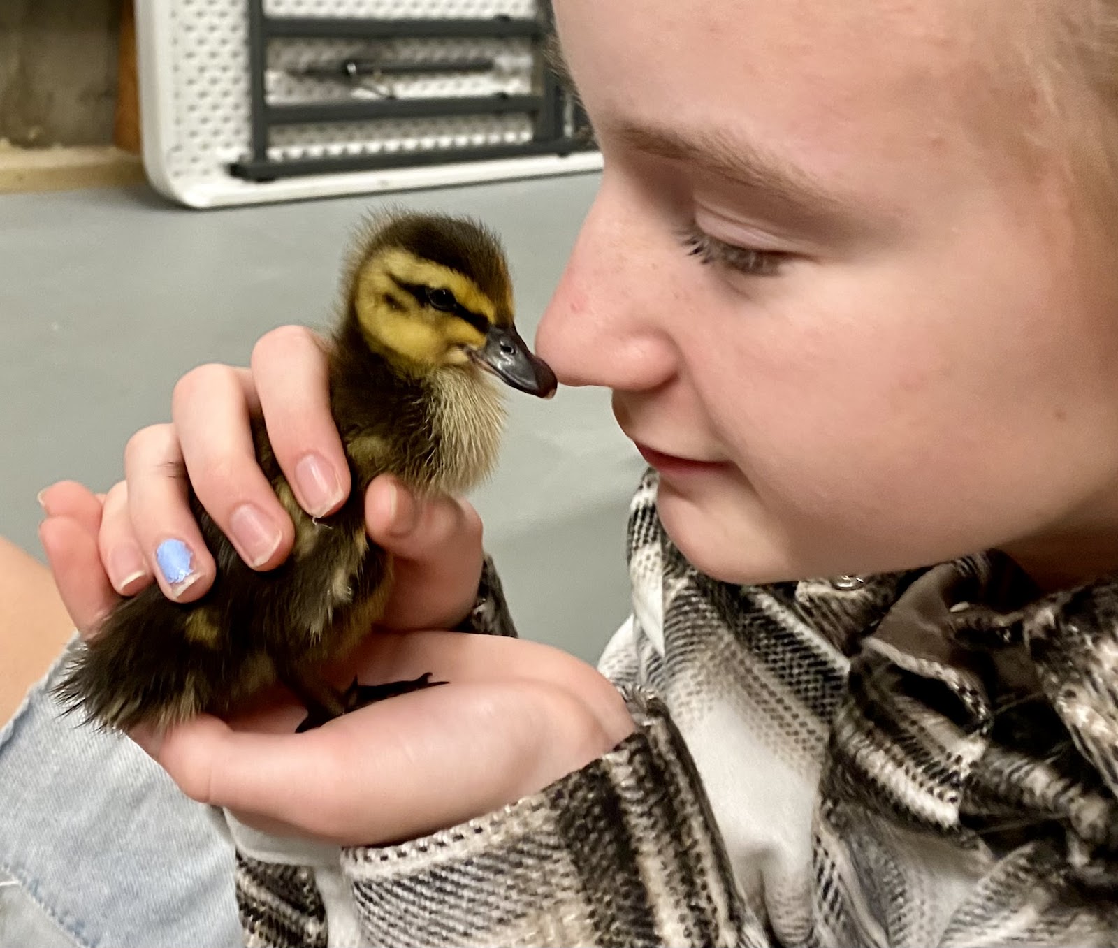 Duck, Goose & Chicken Hatchery | Metzer Farms, California