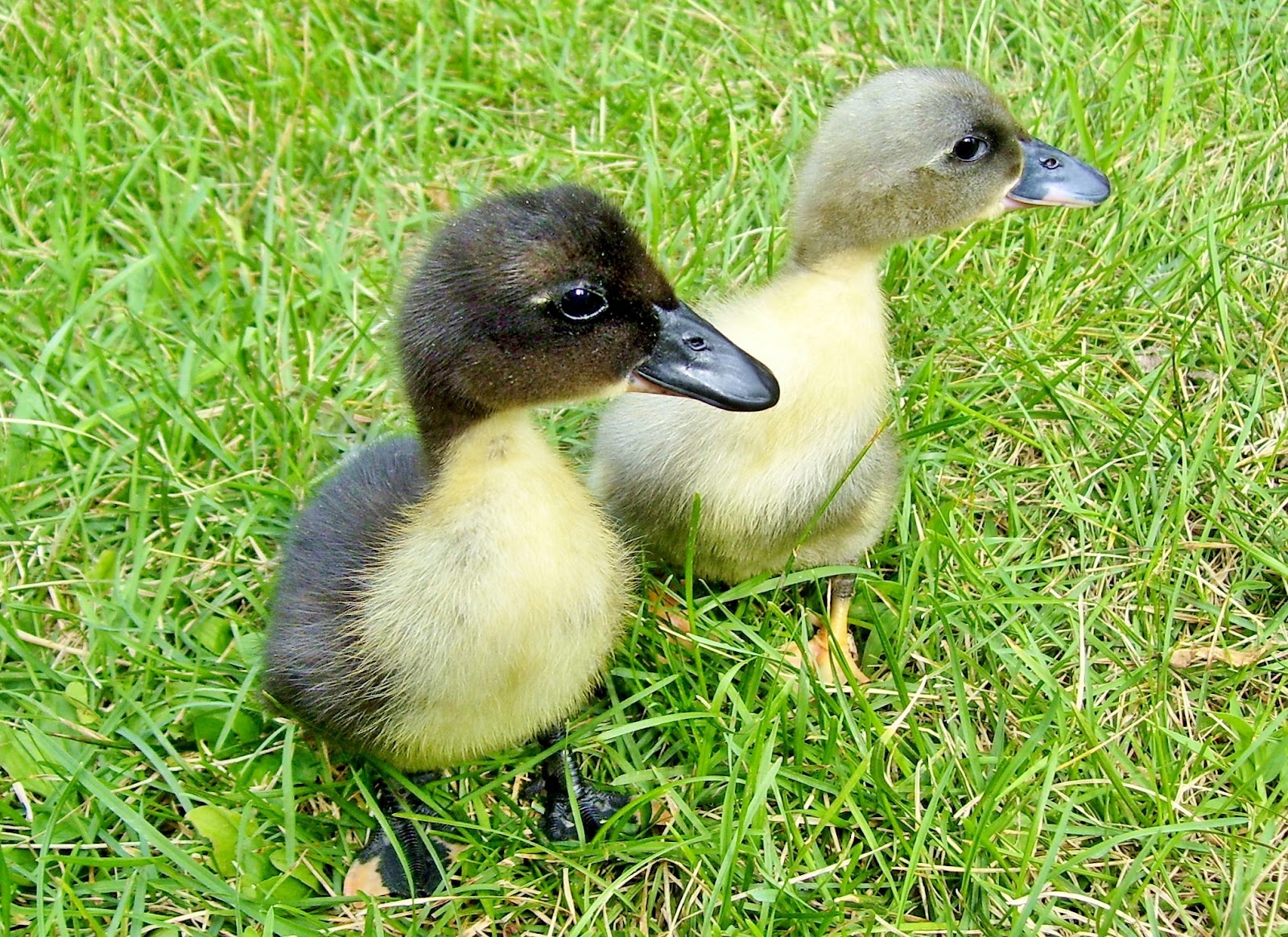 Duck, Goose & Chicken Hatchery | Metzer Farms, California
