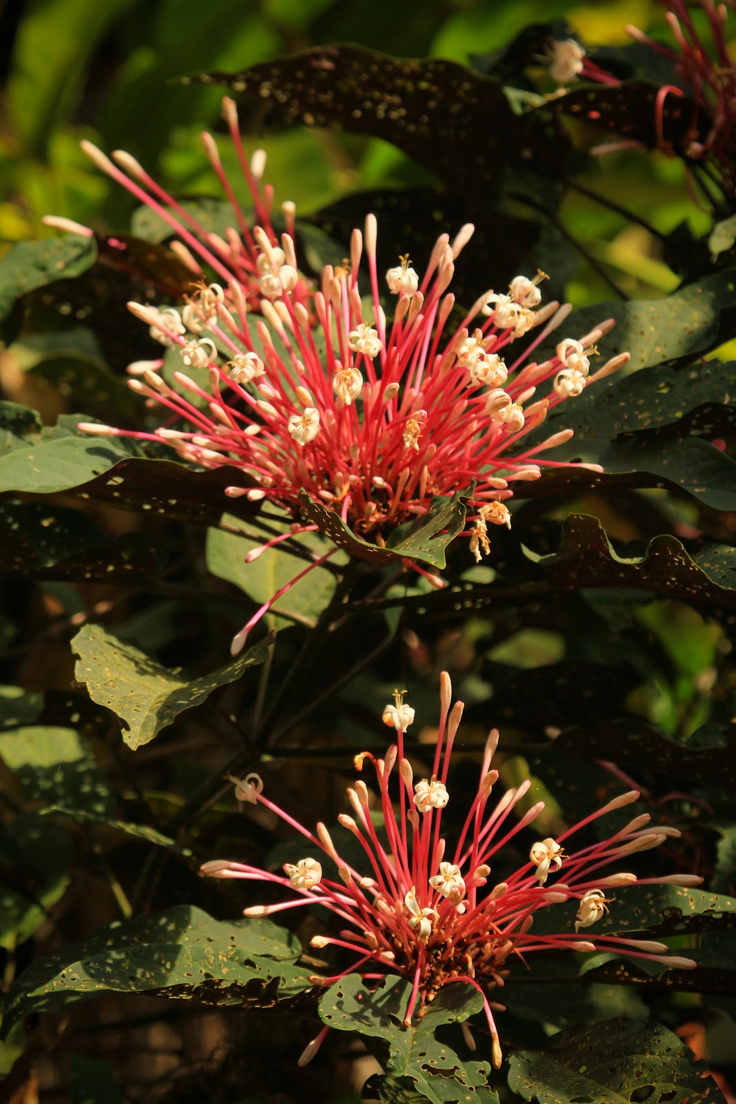 Trees Results - BINHI