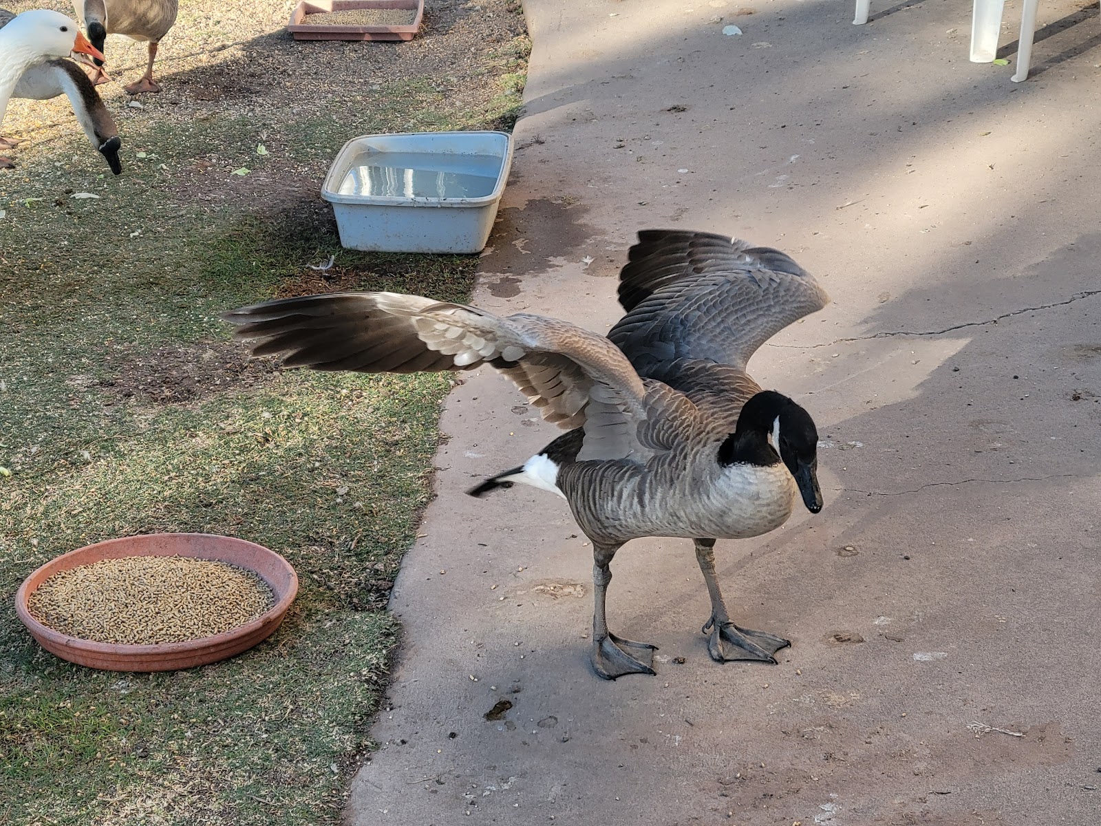 Duck, Goose & Chicken Hatchery | Metzer Farms, California