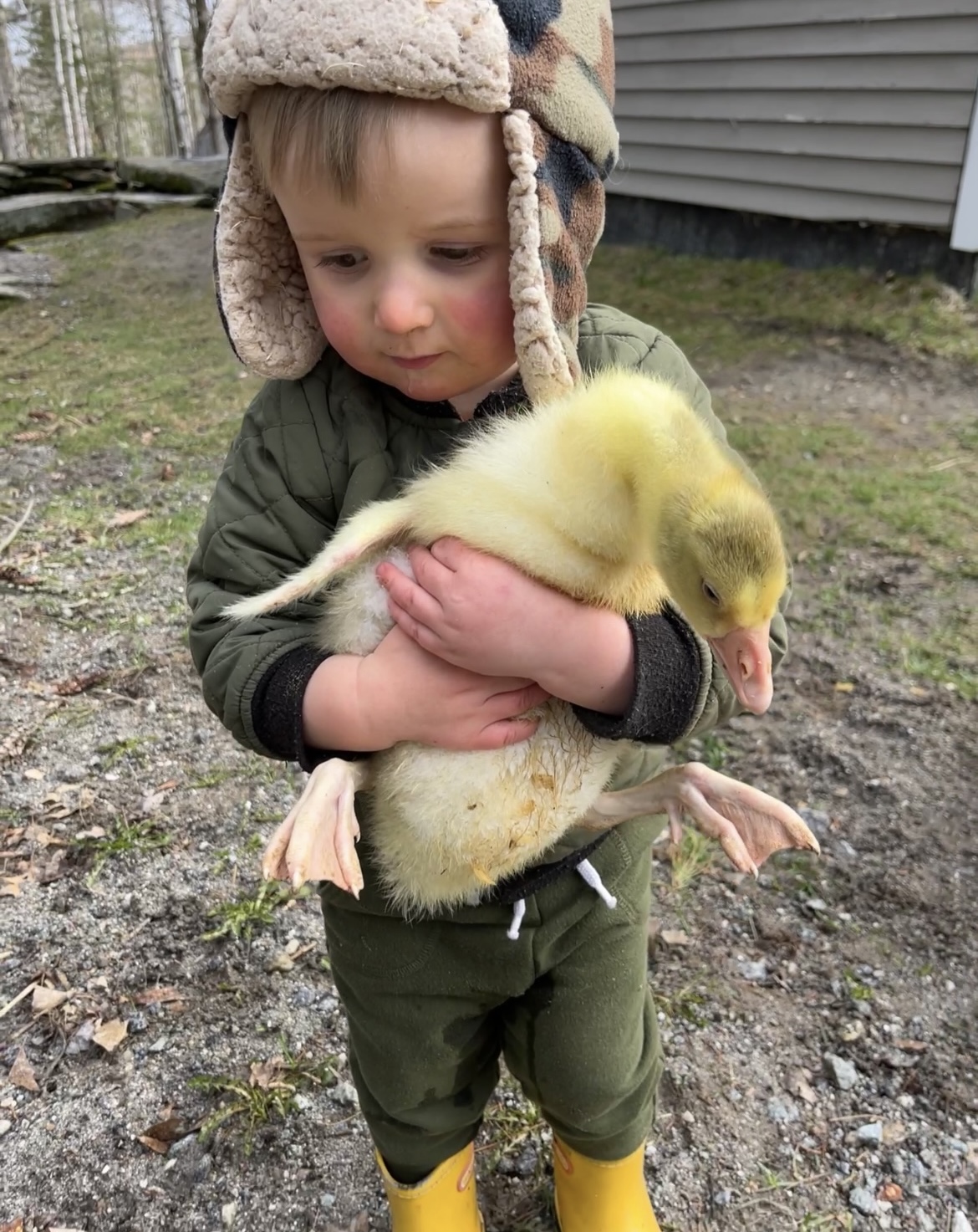 Duck, Goose & Chicken Hatchery | Metzer Farms, California