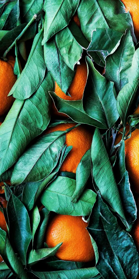 Colored, Color Scheme, Palette, Rangpur, Green Full HD iPhone Phone ...