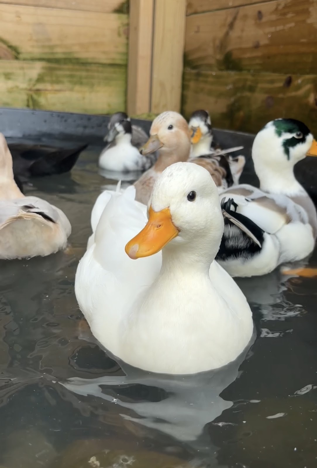 Duck, Goose & Chicken Hatchery | Metzer Farms, California
