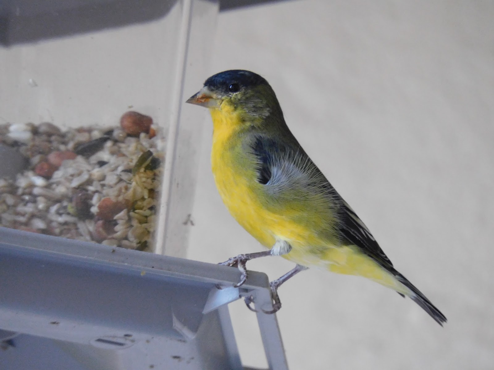 पक्षीनिरीक्षण - फिंच! | Maayboli