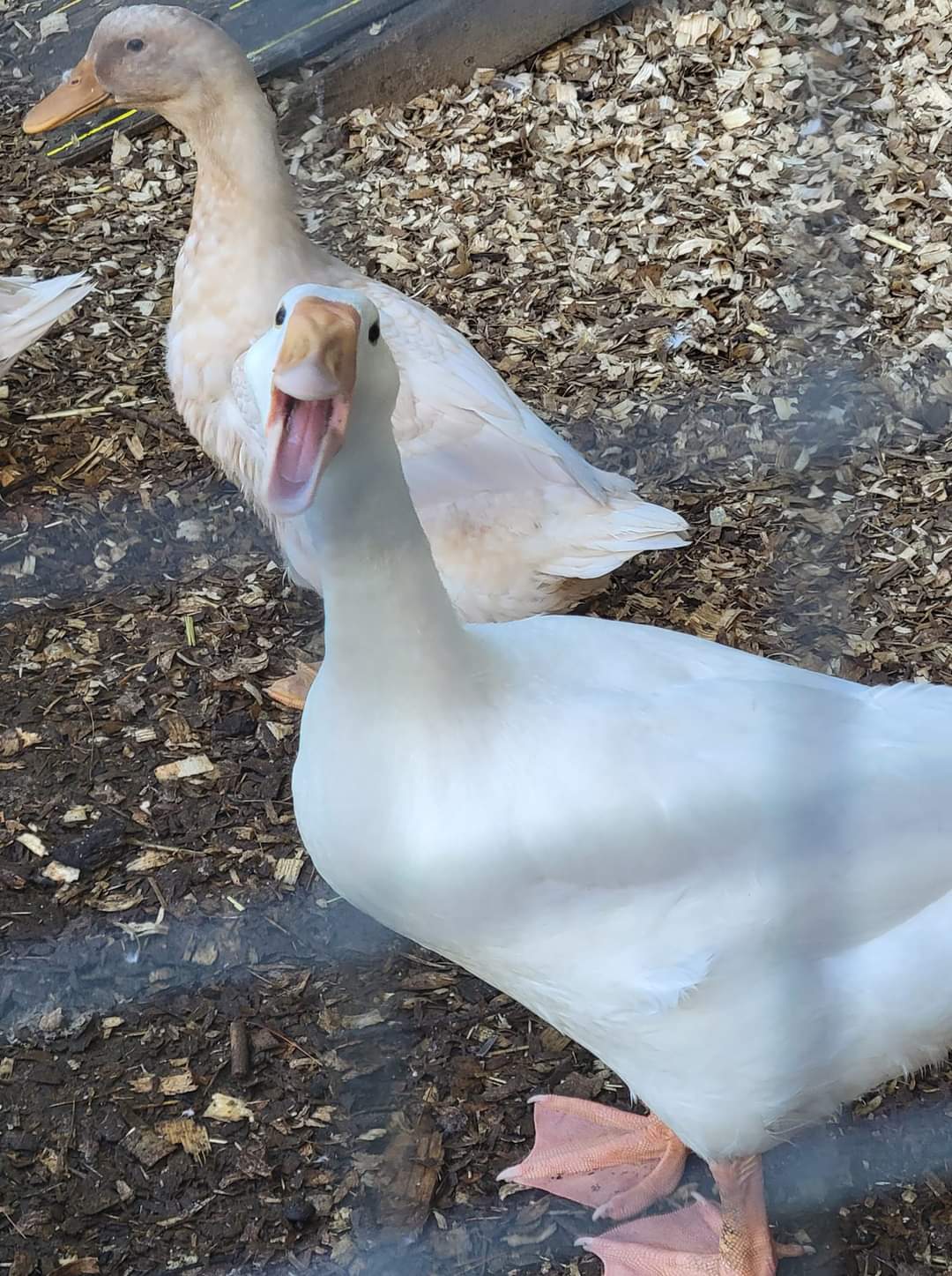 Duck, Goose & Chicken Hatchery | Metzer Farms, California