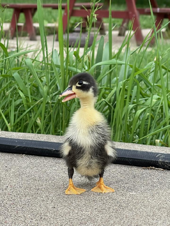 Duck, Goose & Chicken Hatchery | Metzer Farms, California