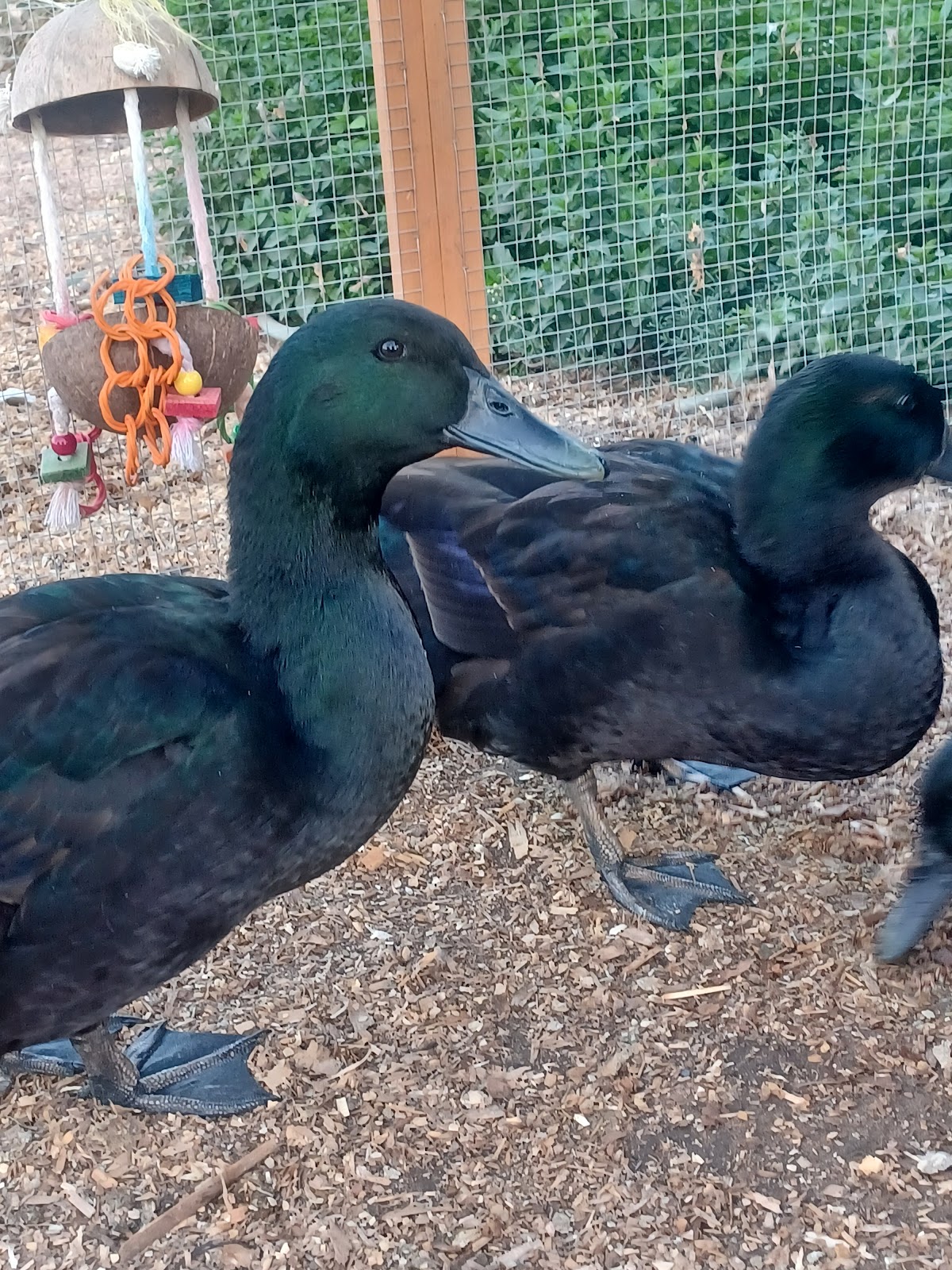 Duck, Goose & Chicken Hatchery | Metzer Farms, California