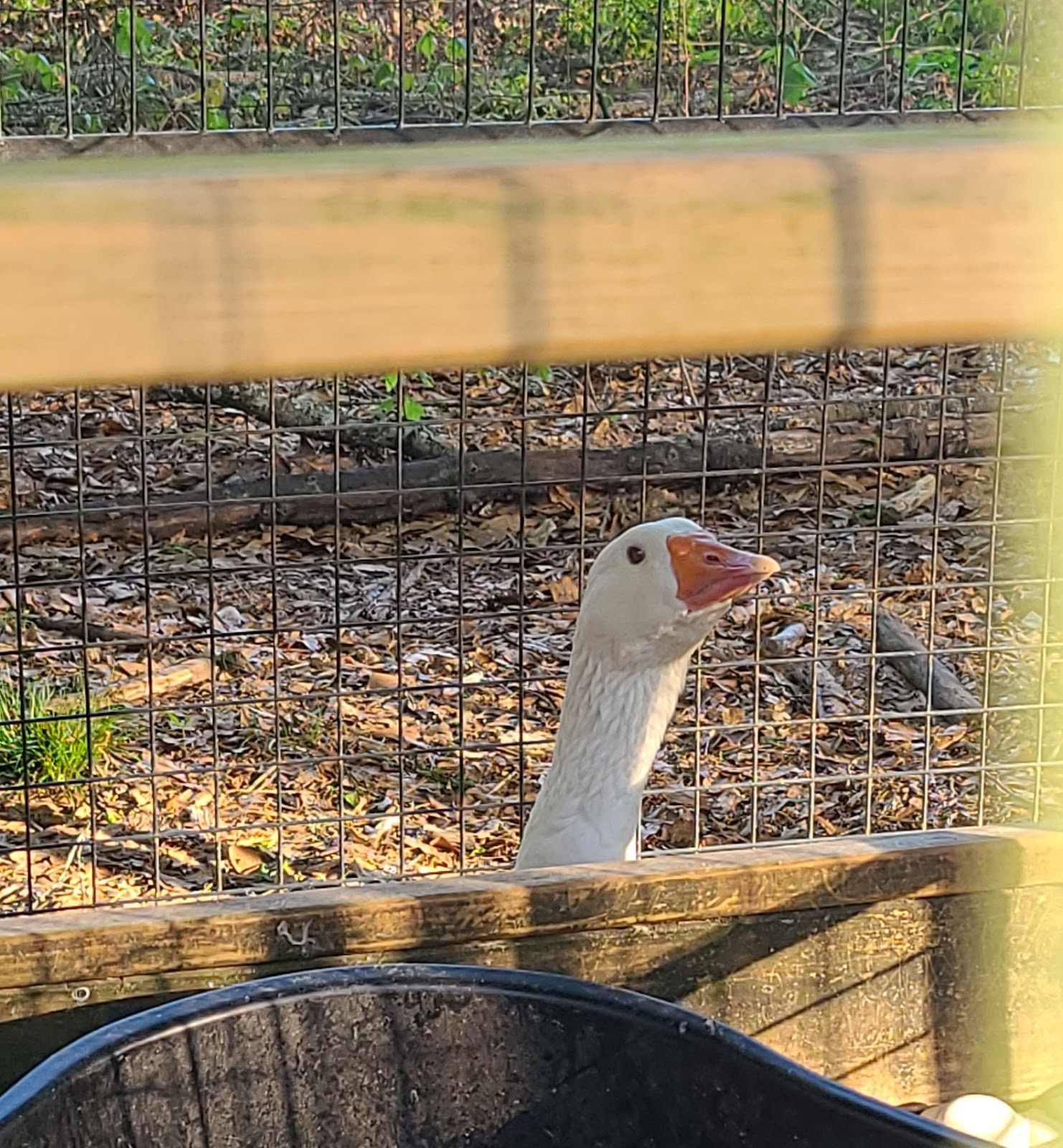 Duck, Goose & Chicken Hatchery | Metzer Farms, California