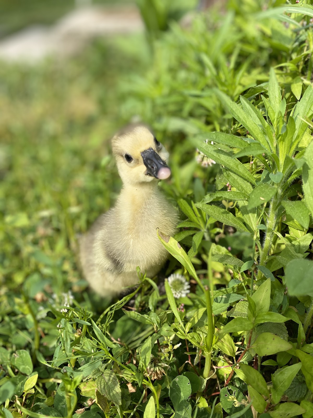 Duck, Goose & Chicken Hatchery | Metzer Farms, California