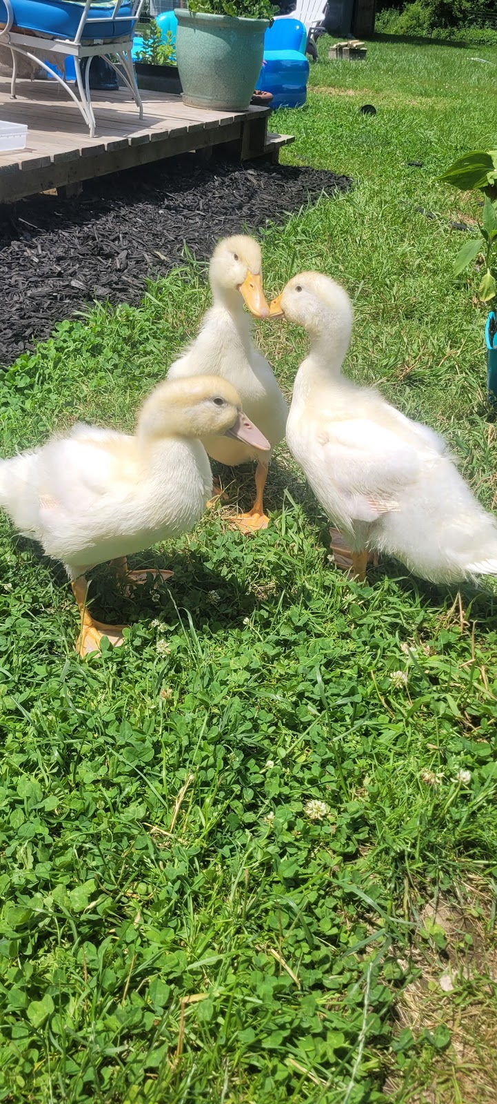 Duck, Goose & Chicken Hatchery | Metzer Farms, California