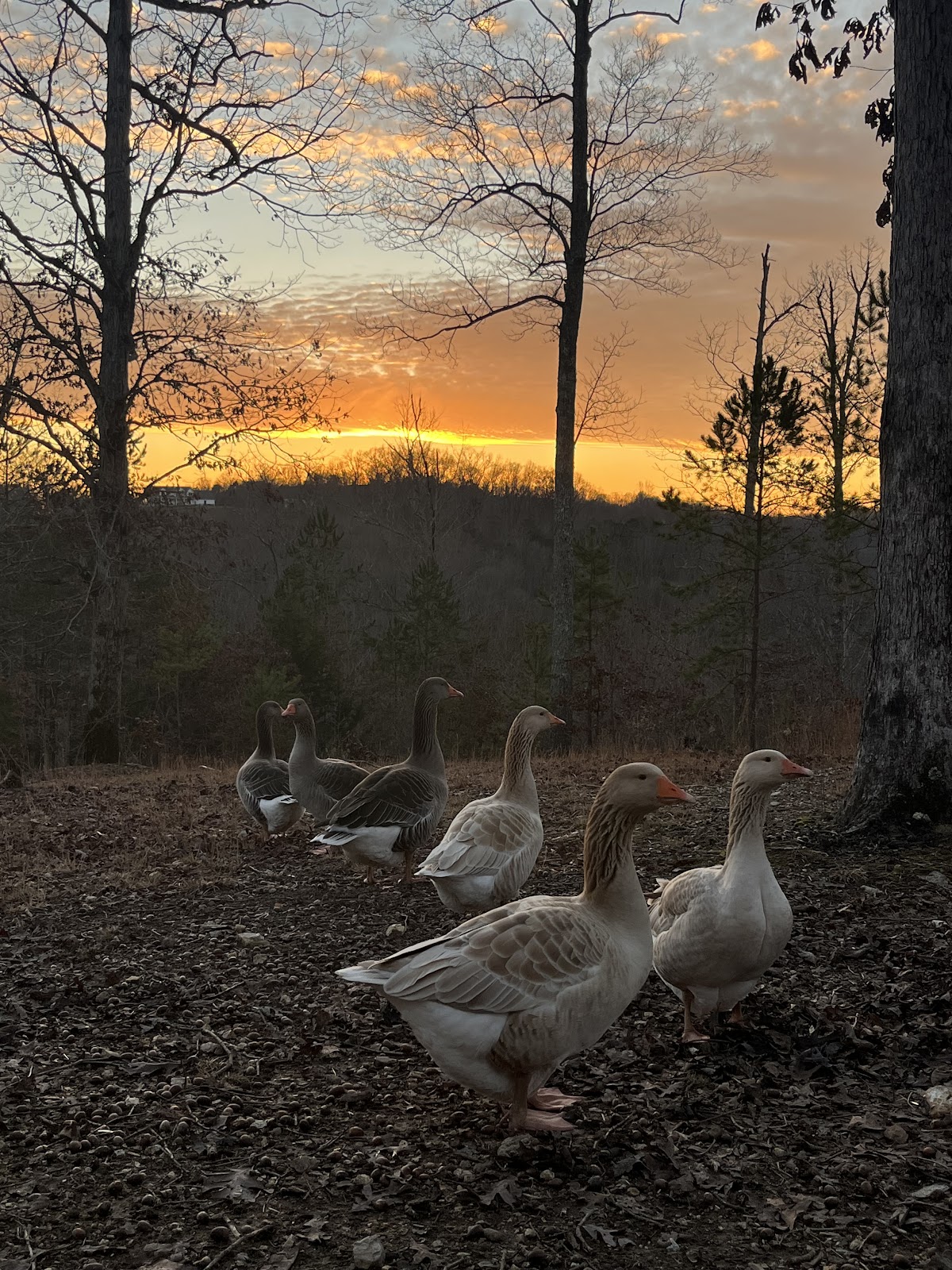 Duck, Goose & Chicken Hatchery | Metzer Farms, California
