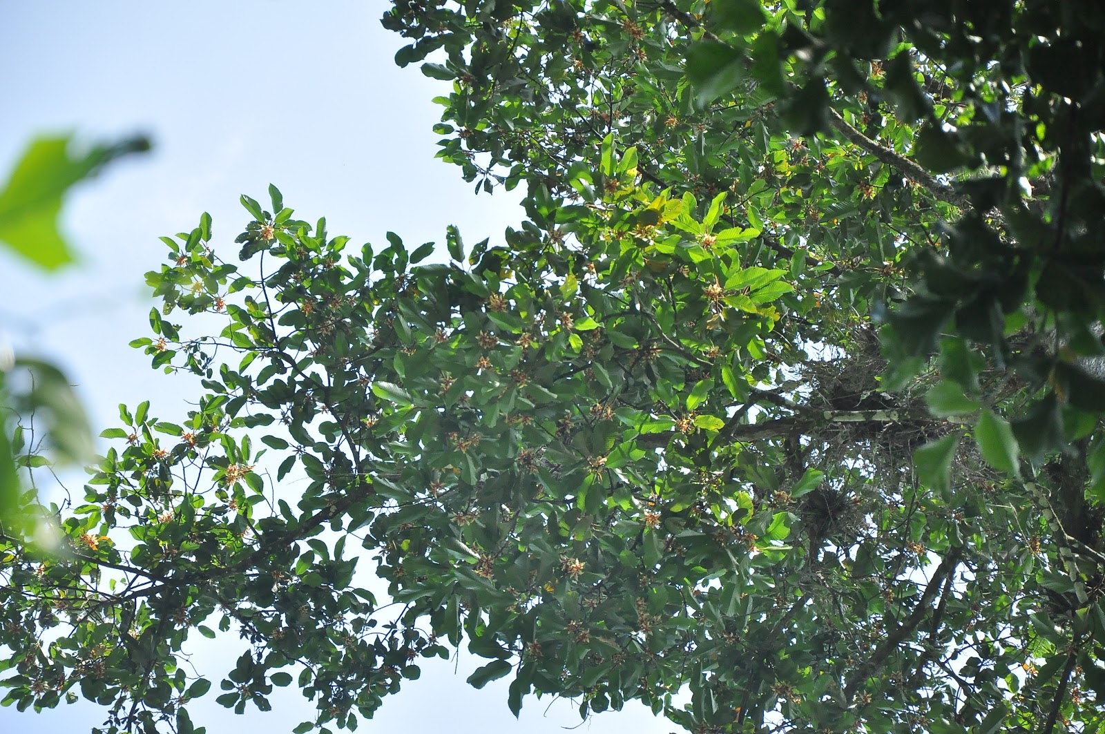 Trees Results - BINHI