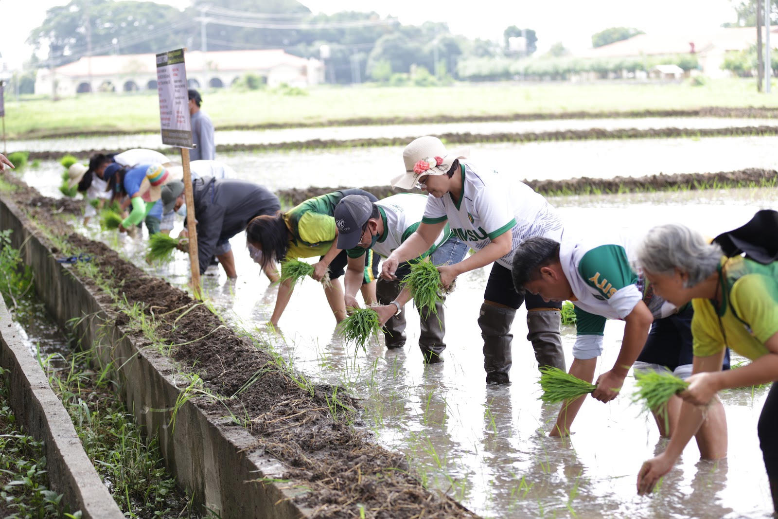 MMSU, PhilRice launch President's Farm on Rice Varieties Tech Demo