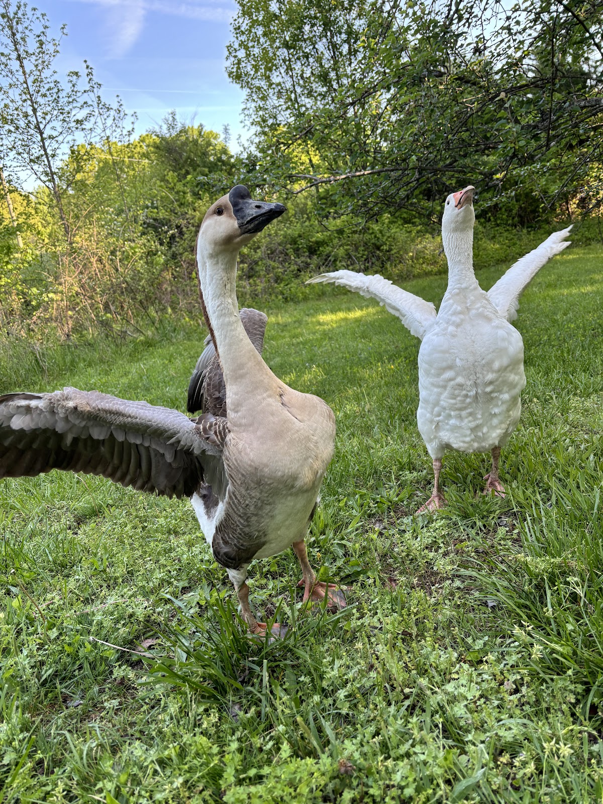 Duck, Goose & Chicken Hatchery | Metzer Farms, California
