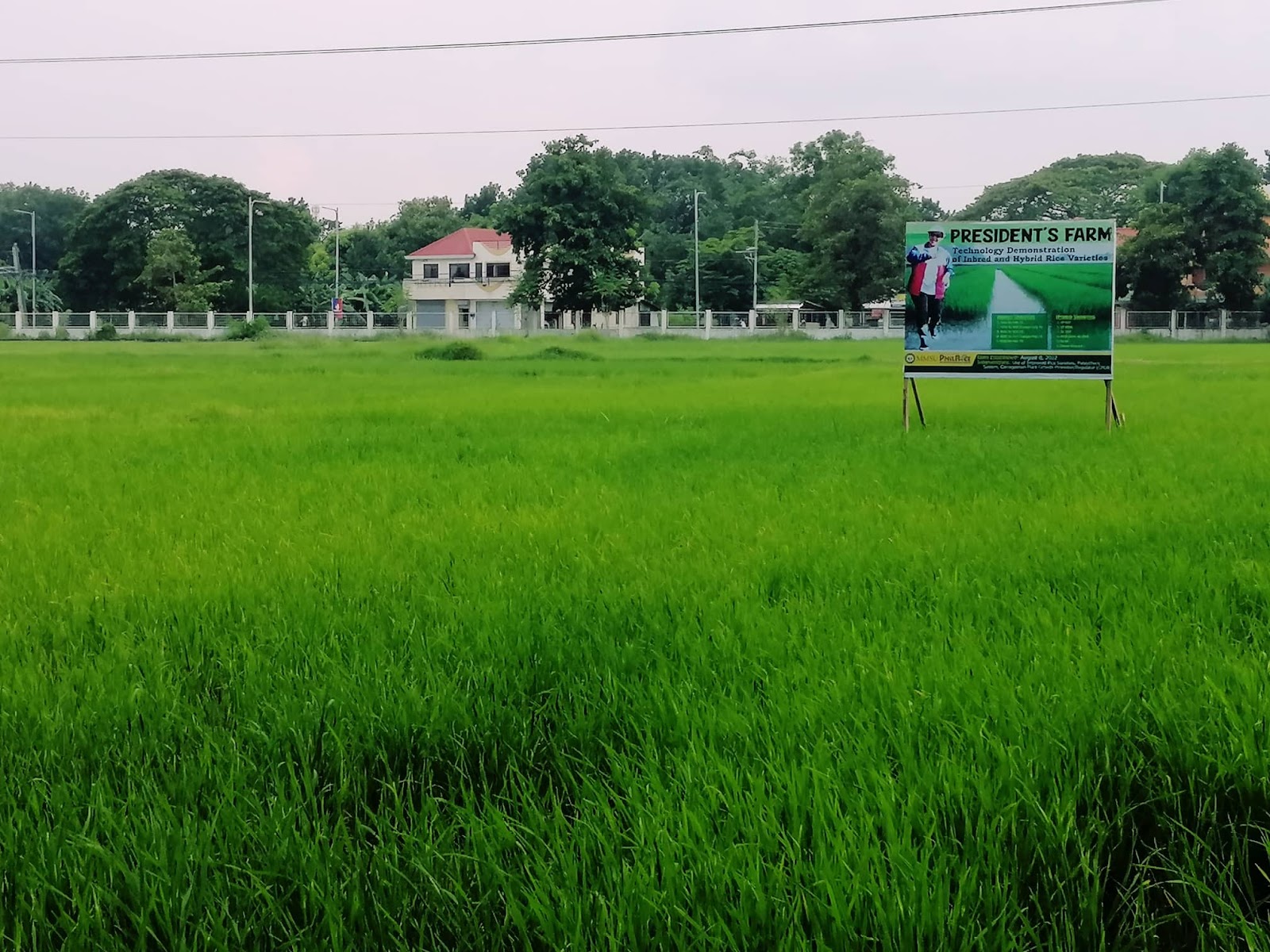 President’s Farm is verdant green with the newly released high-yielding ...