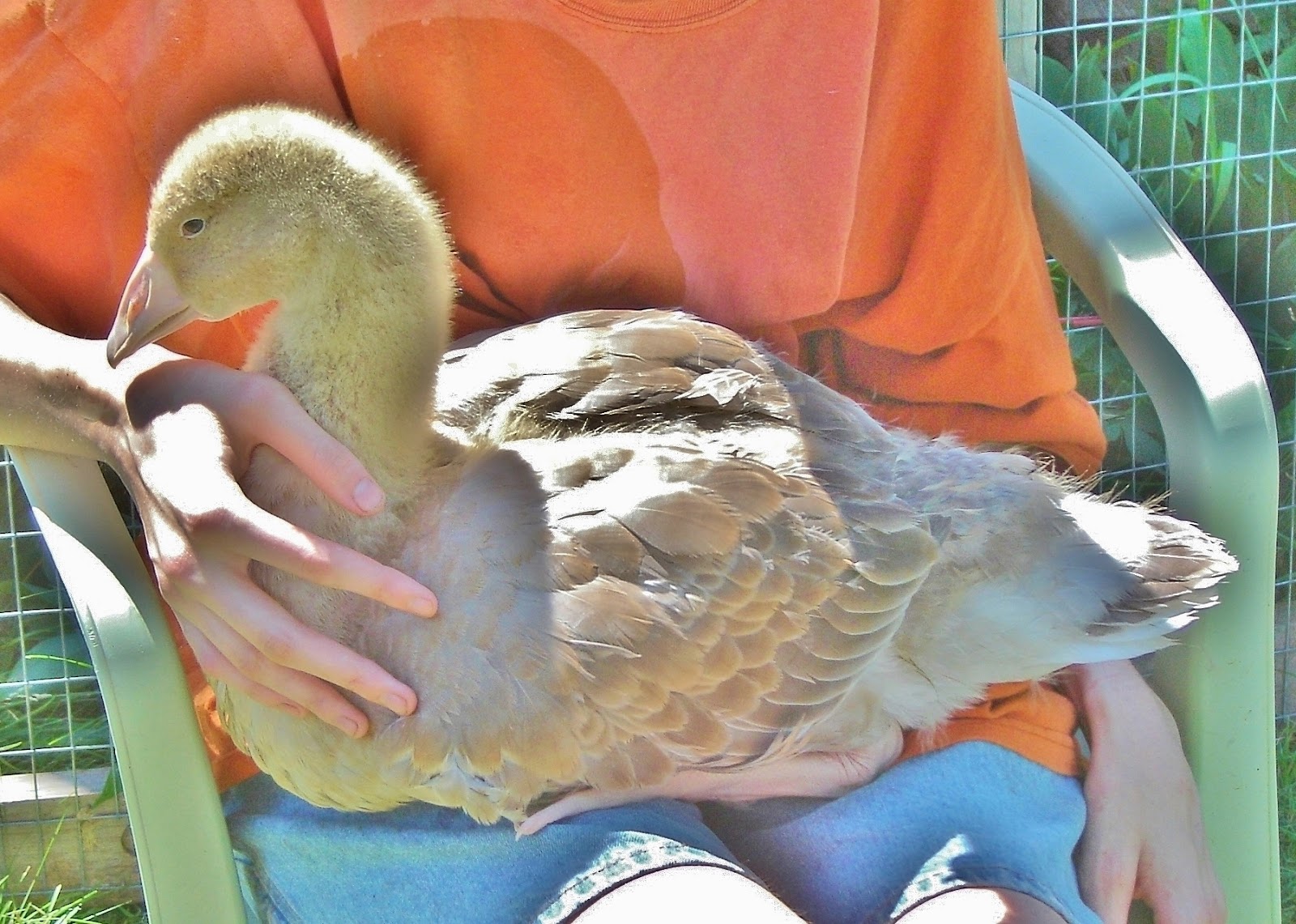 Duck, Goose & Chicken Hatchery | Metzer Farms, California