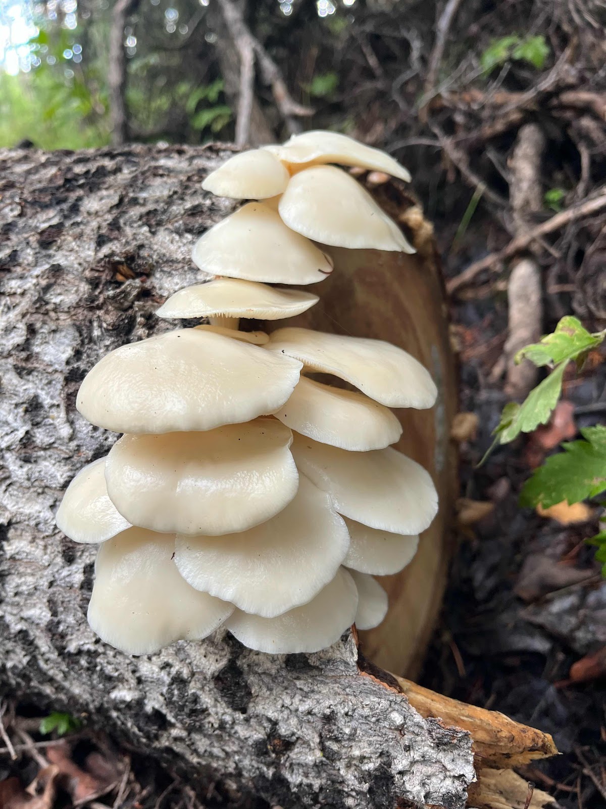 2024 Colorado Trail Thru-hike