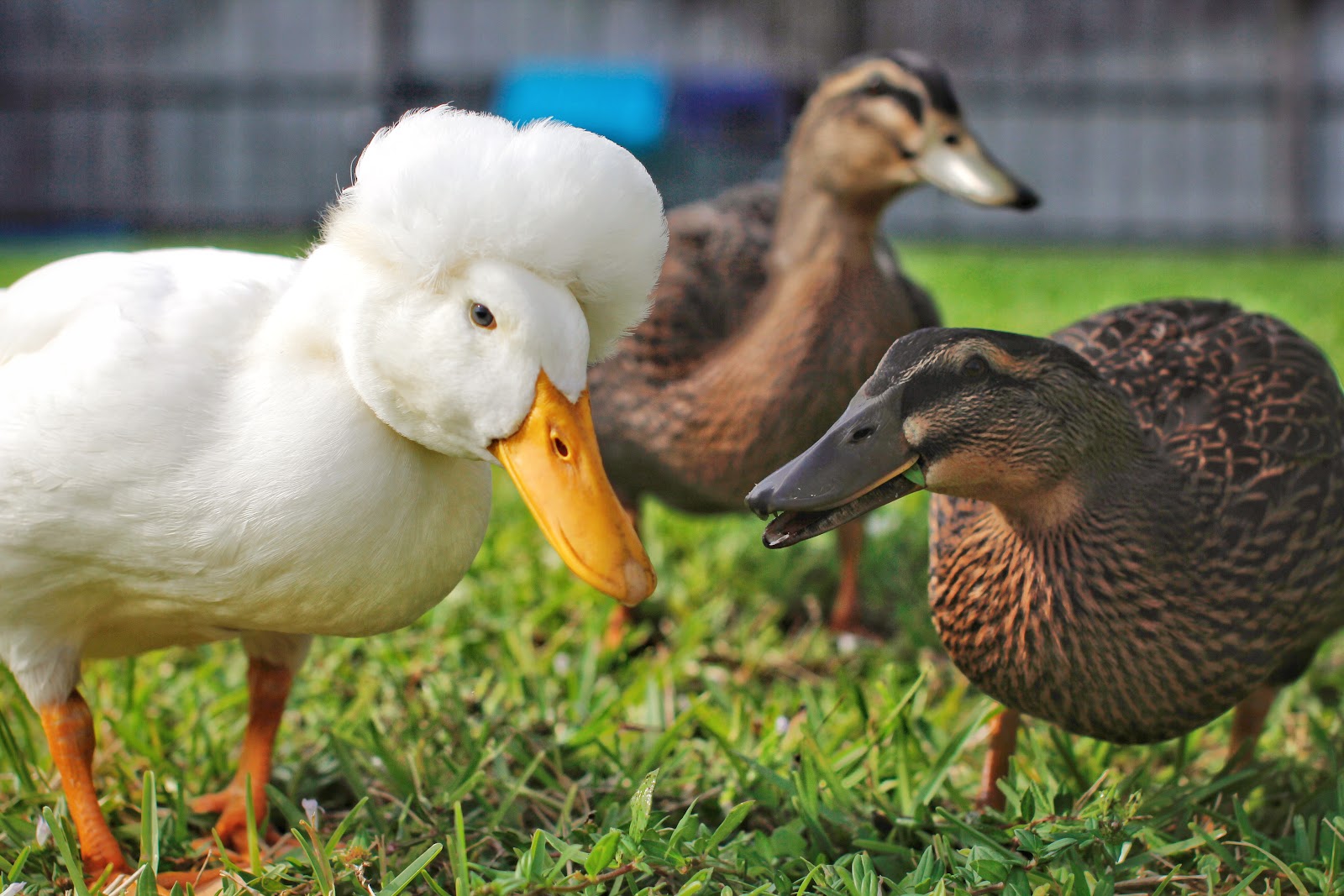 Duck, Goose & Chicken Hatchery | Metzer Farms, California