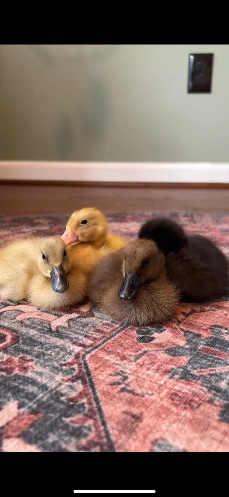 Duck, Goose & Chicken Hatchery | Metzer Farms, California