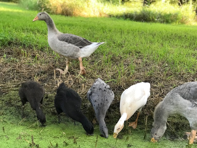 Duck, Goose & Chicken Hatchery | Metzer Farms, California