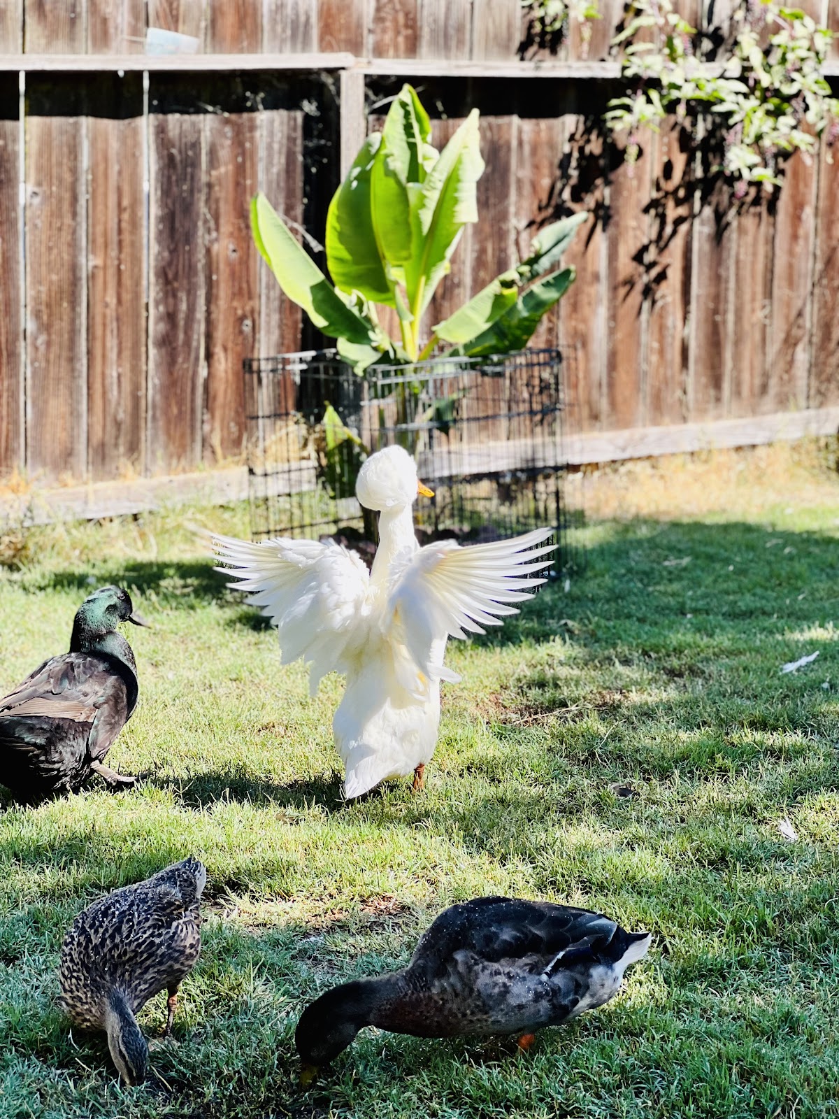 Duck, Goose & Chicken Hatchery | Metzer Farms, California