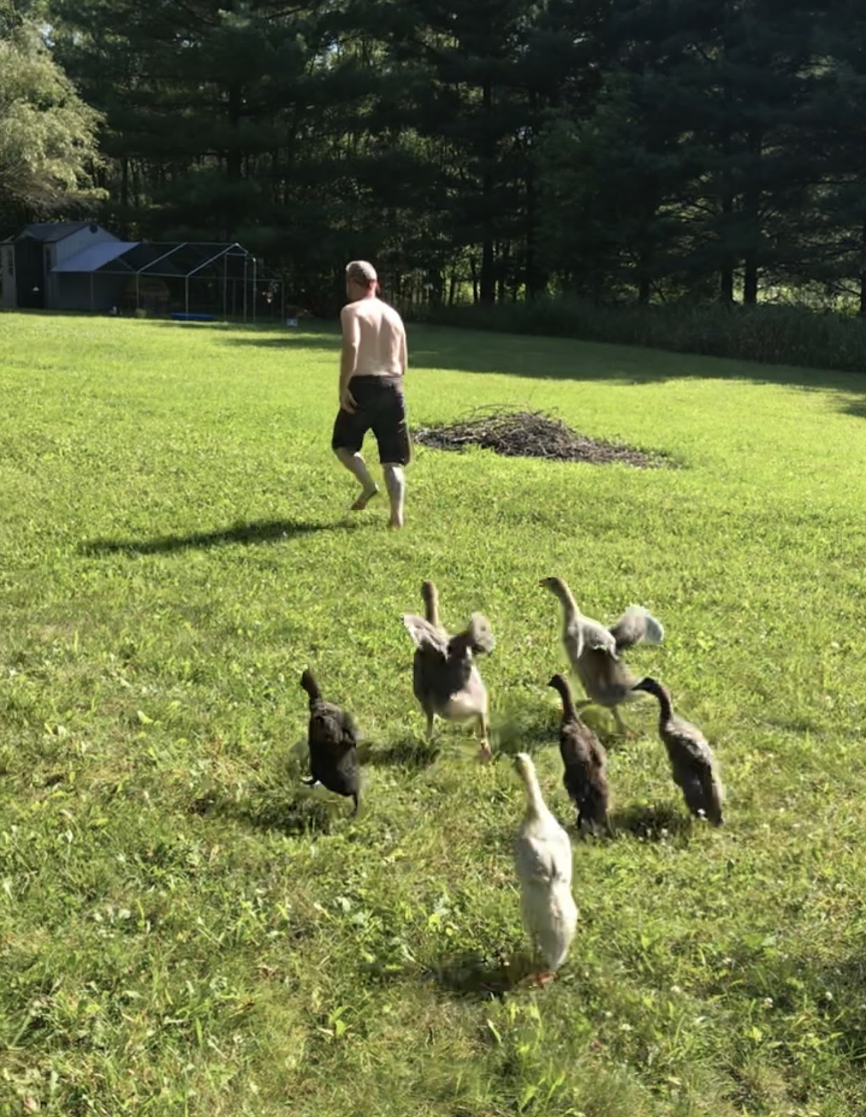 Duck, Goose & Chicken Hatchery | Metzer Farms, California