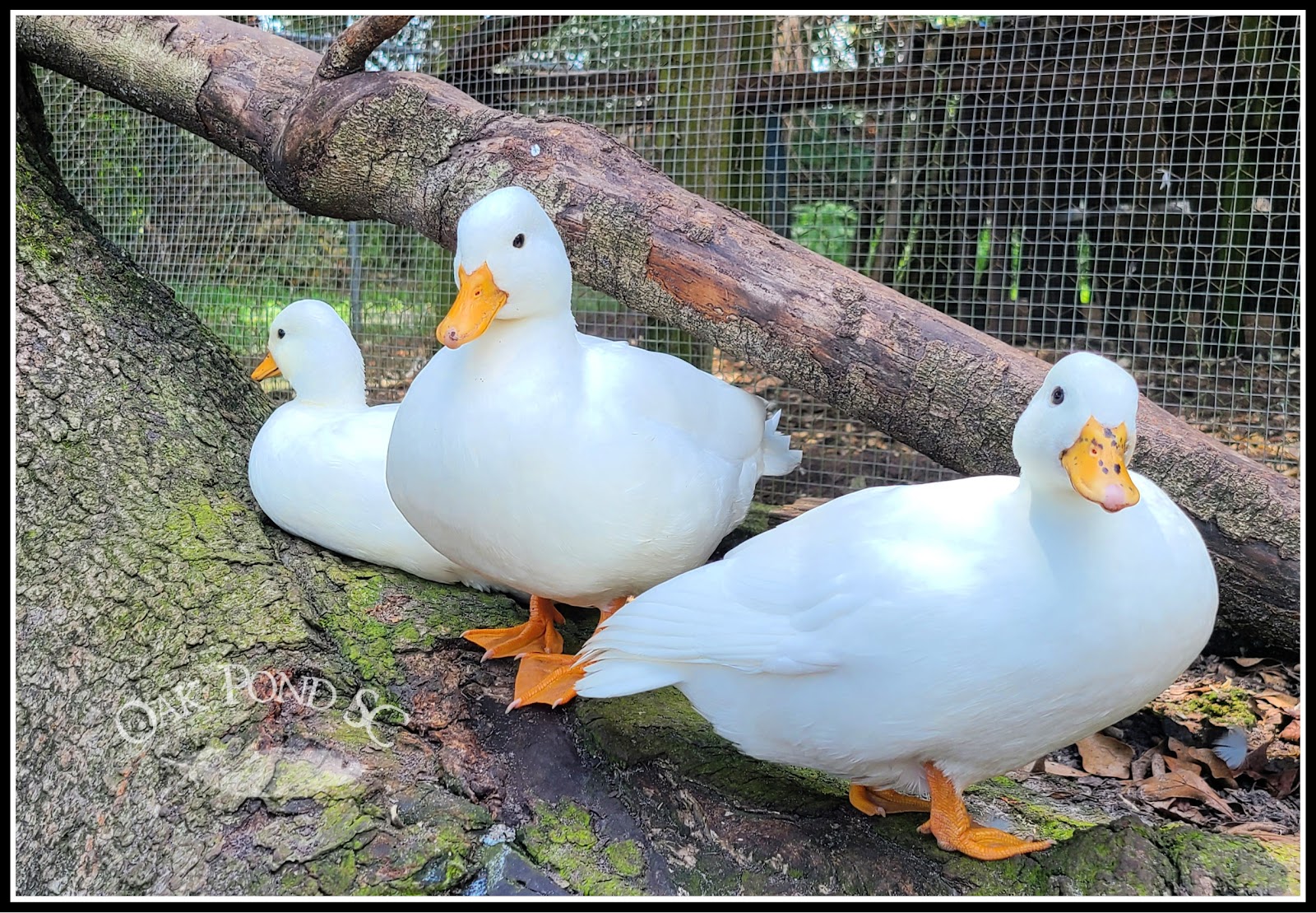 Duck, Goose & Chicken Hatchery | Metzer Farms, California