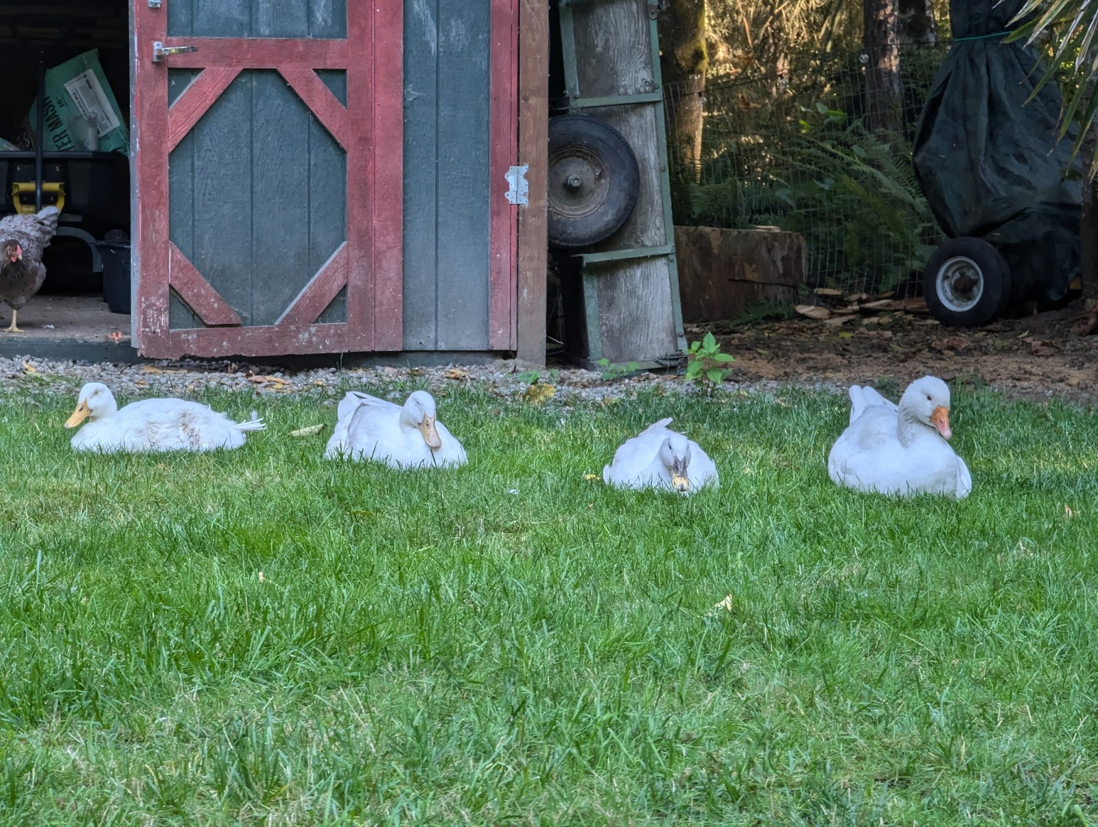Duck, Goose & Chicken Hatchery | Metzer Farms, California